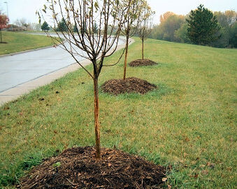 How To Protect Young Trees In Winter | Willow Ridge Garden Center ...