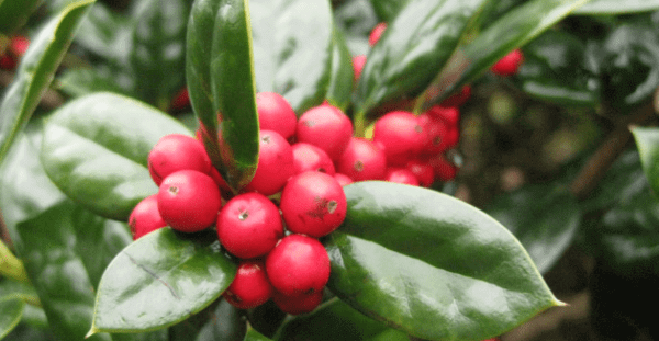 Using Holly In Landscaping : Three Great Varieties | Willow Ridge ...