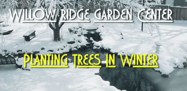 Planting Trees and Shrubs During Winter In East Tennessee | Willow ...