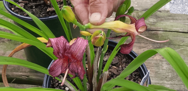 How To Deadhead Perennials | Willow Ridge Garden Center | Willow Ridge ...