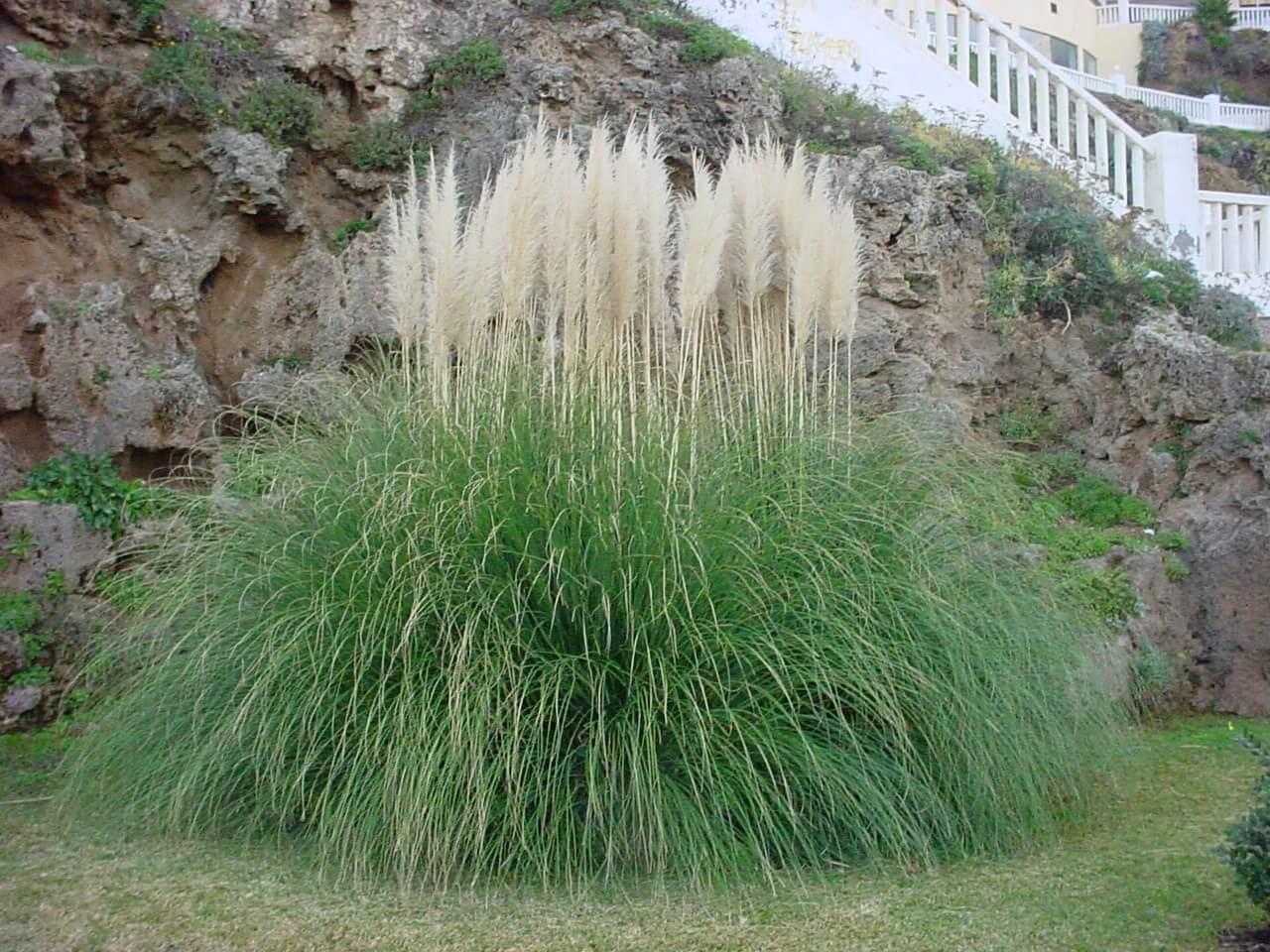 How To Design With Ornamental Grasses | Willow Ridge Garden Center ...