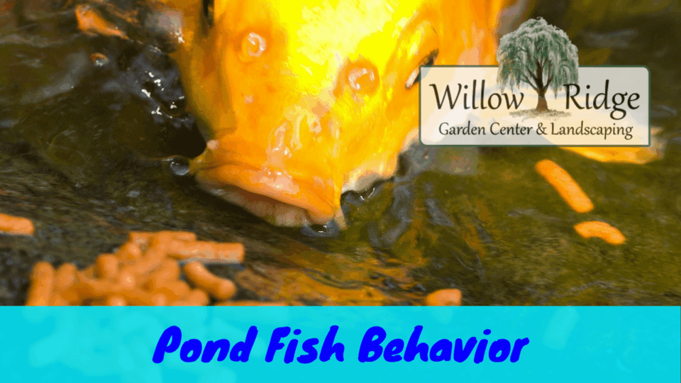 Pond Fish Behavior - Willow Ridge Garden Center
