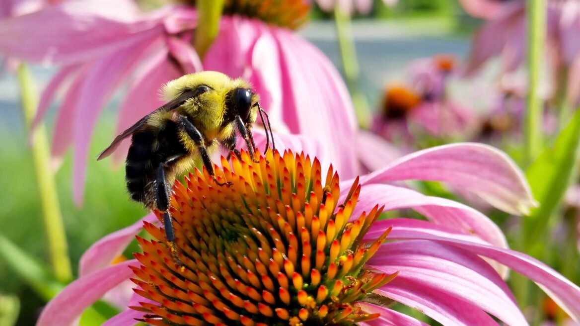 How To Create A Pollinator Garden - Willow Ridge Garden Center